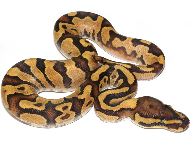 Morph List - World of Ball Pythons