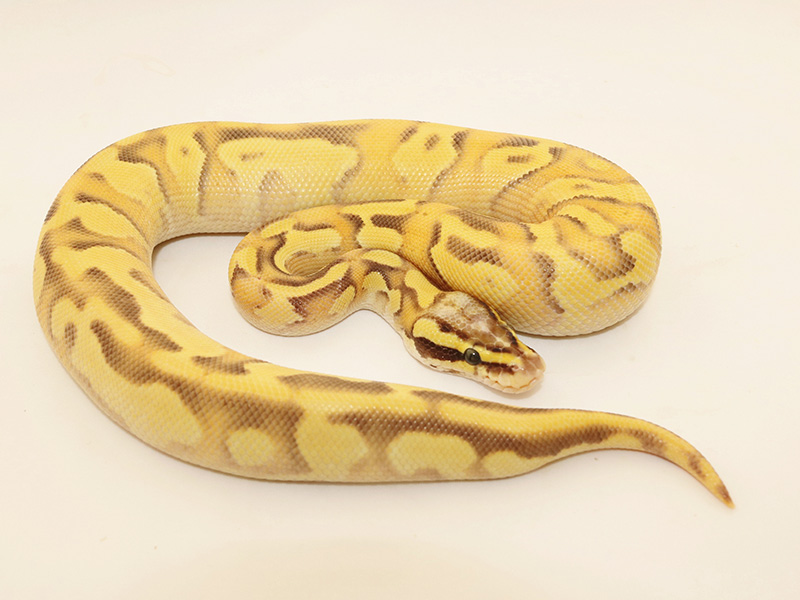 Morph List - World of Ball Pythons