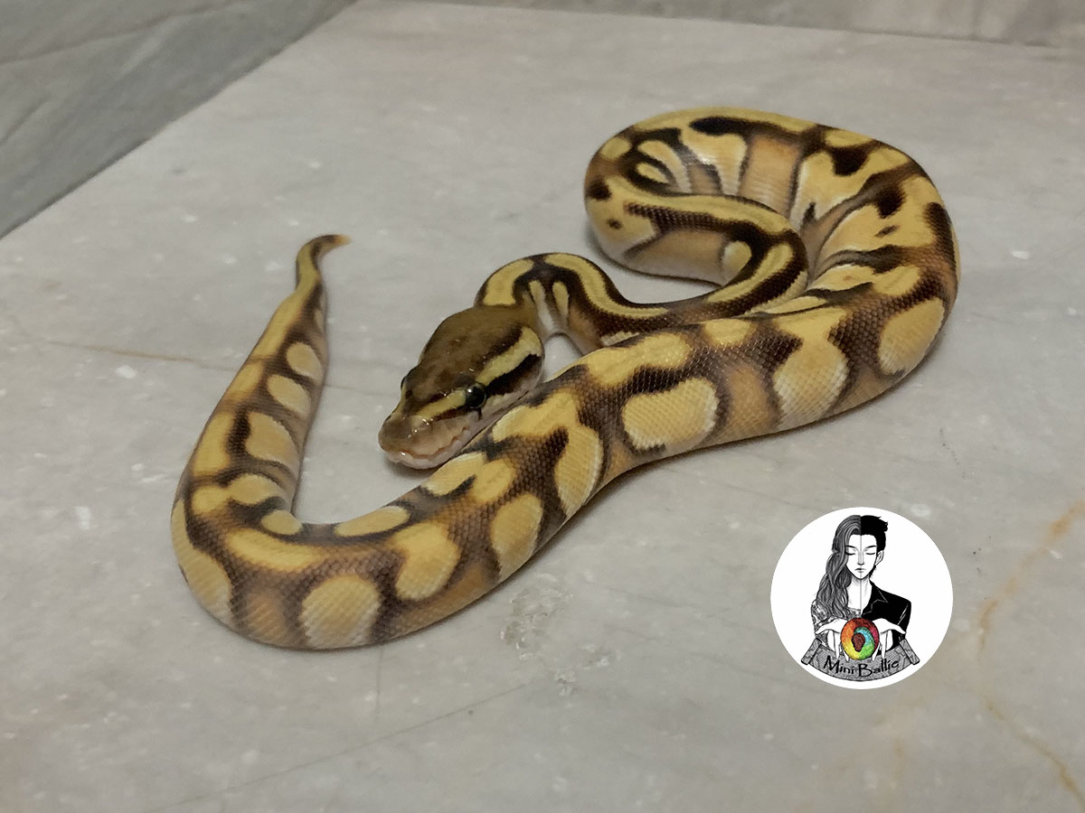 Morph List - World of Ball Pythons