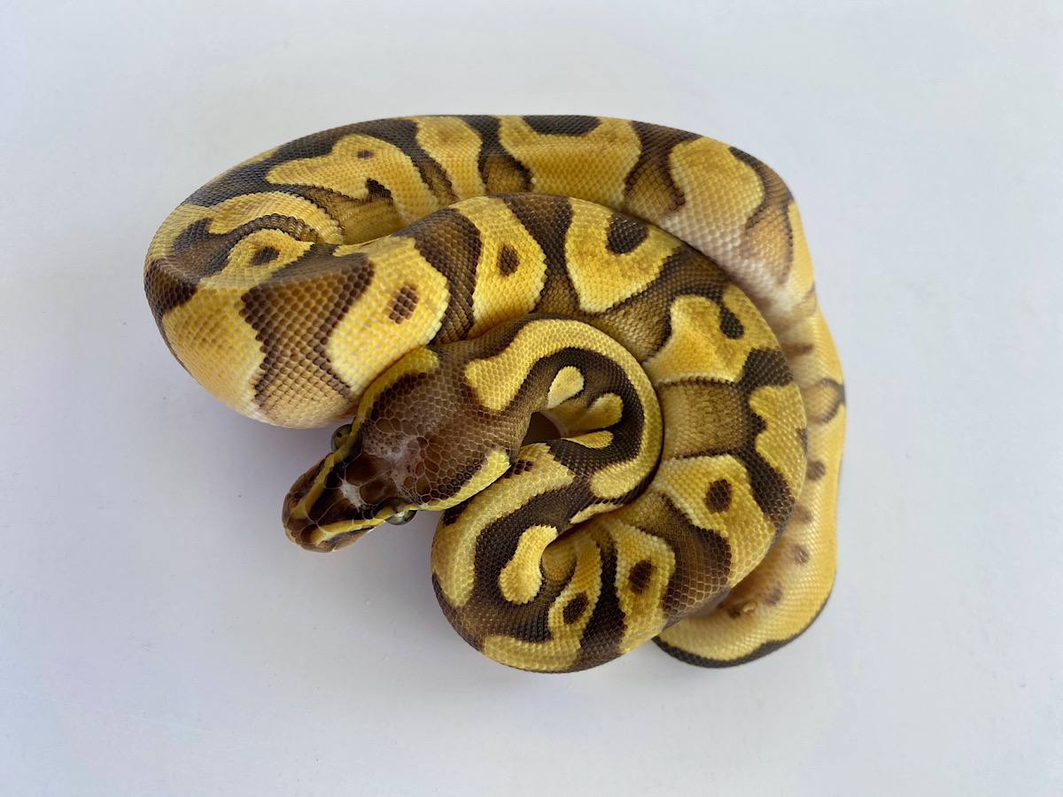 Morph List - World of Ball Pythons