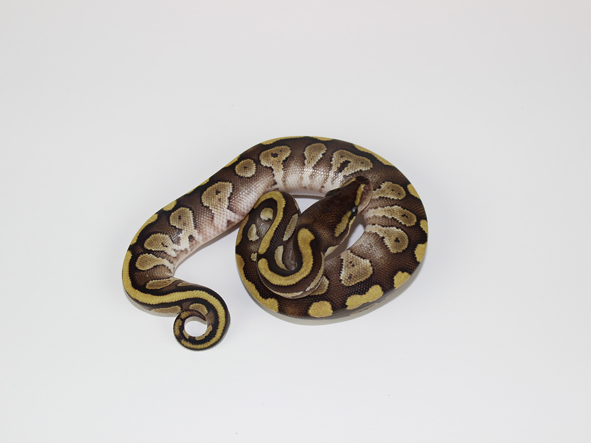 Morph List - World of Ball Pythons