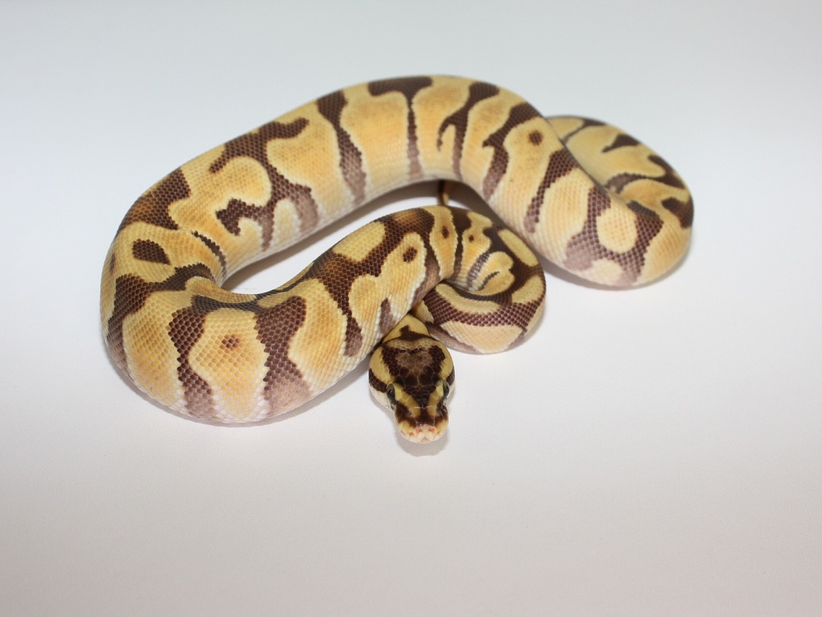 Morph List - World of Ball Pythons