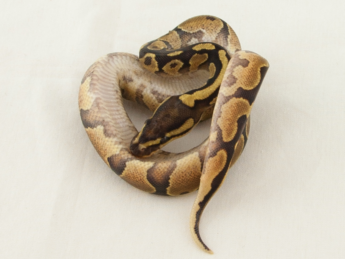 Morph List - World of Ball Pythons