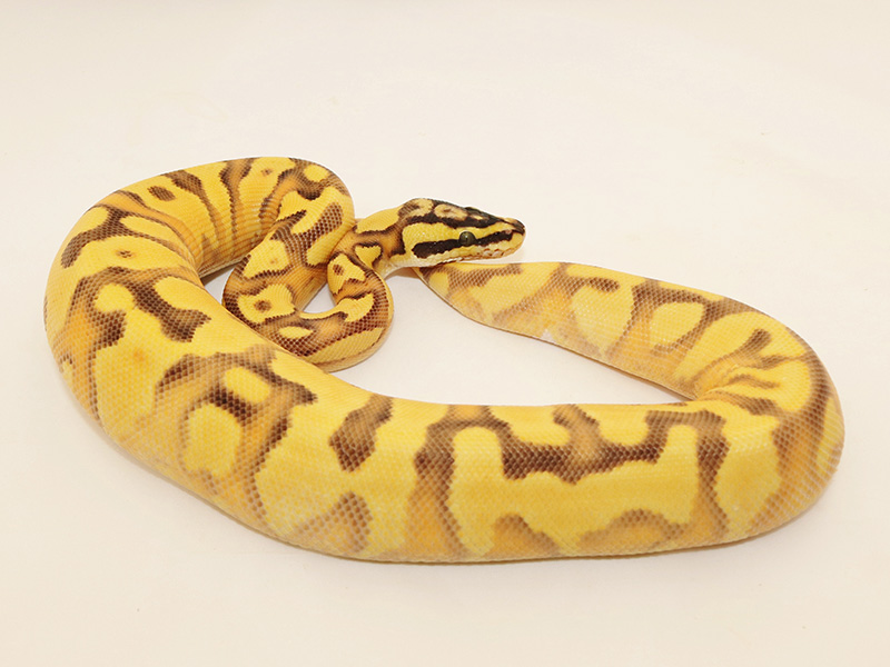 Morph List - World of Ball Pythons