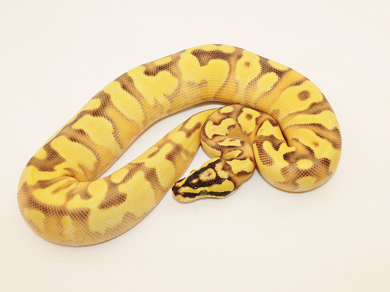 Morph List - World of Ball Pythons