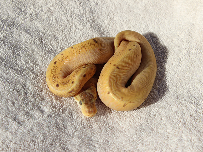 Morph List - World of Ball Pythons