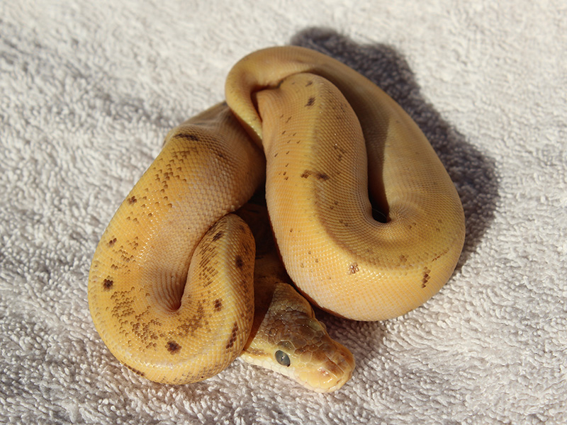 Morph List - World of Ball Pythons