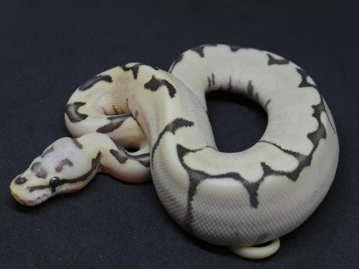 Morph List - World of Ball Pythons