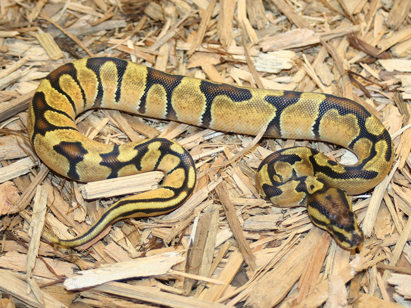 Morph List - World of Ball Pythons