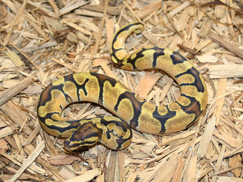 Morph List - World of Ball Pythons