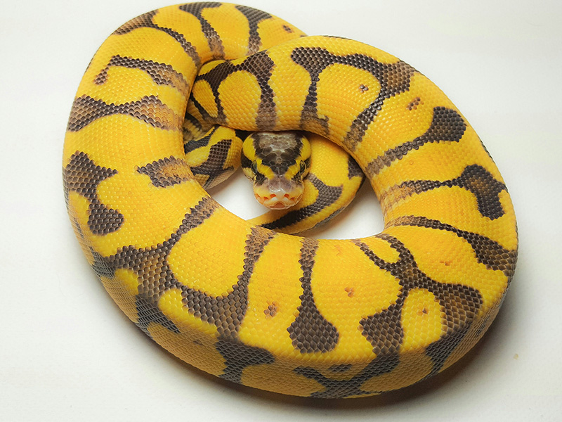 Morph List - World of Ball Pythons