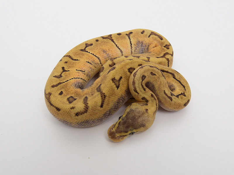 Morph List - World of Ball Pythons