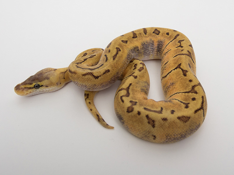 Morph List - World of Ball Pythons