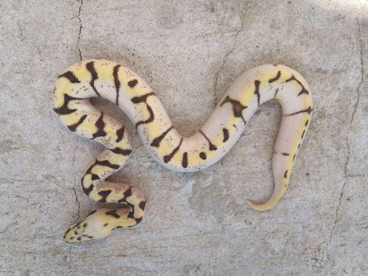 Morph List - World of Ball Pythons