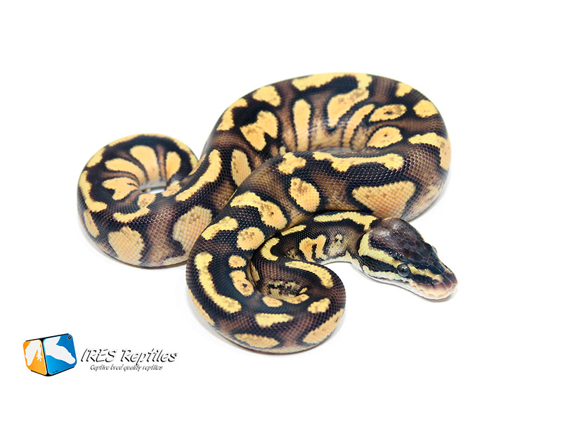 Morph List - World of Ball Pythons