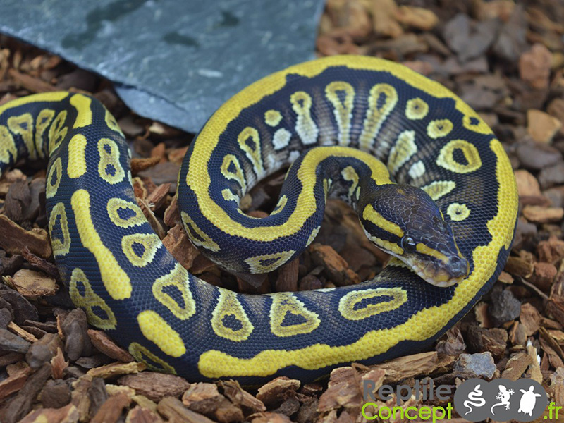 Morph List - World of Ball Pythons