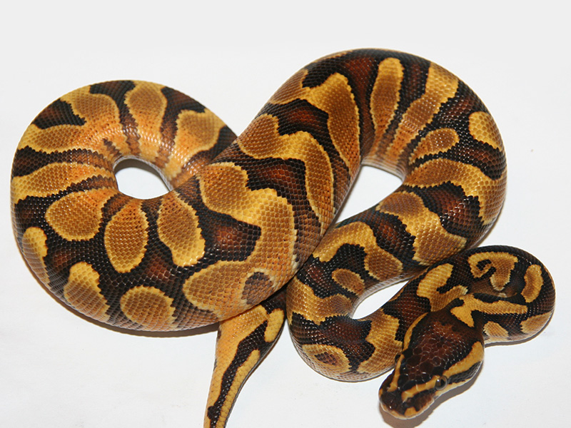 Morph List - World of Ball Pythons