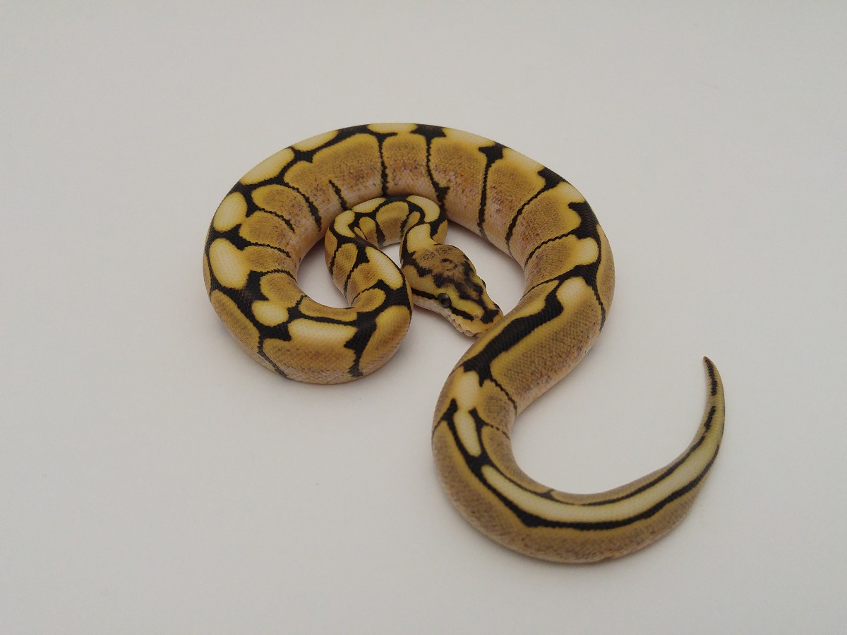 Morph List - World of Ball Pythons