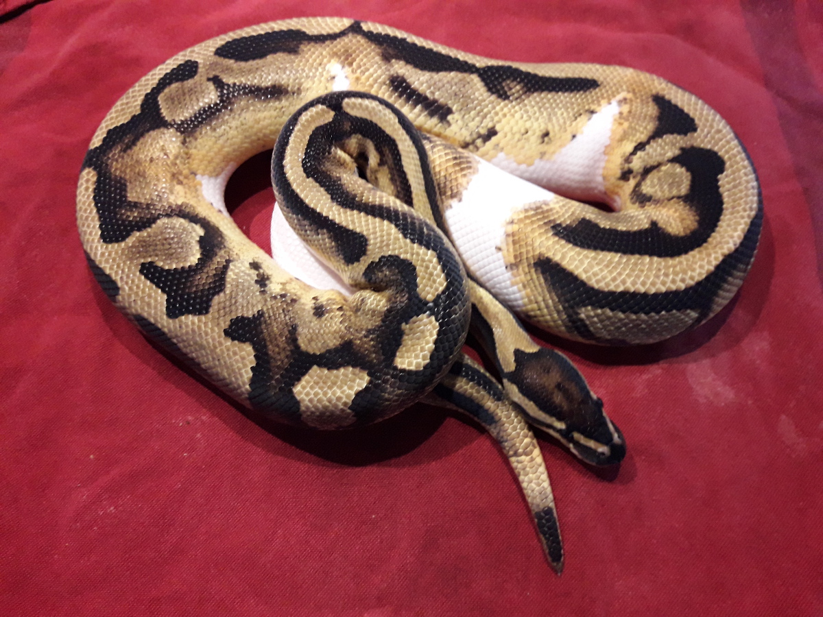 Morph List - World of Ball Pythons