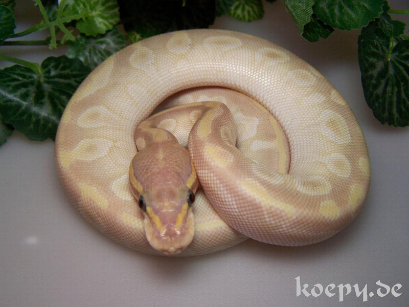 Morph List - World of Ball Pythons