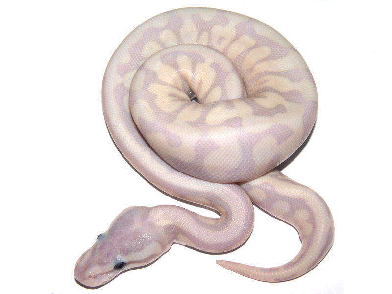 Morph List - World of Ball Pythons