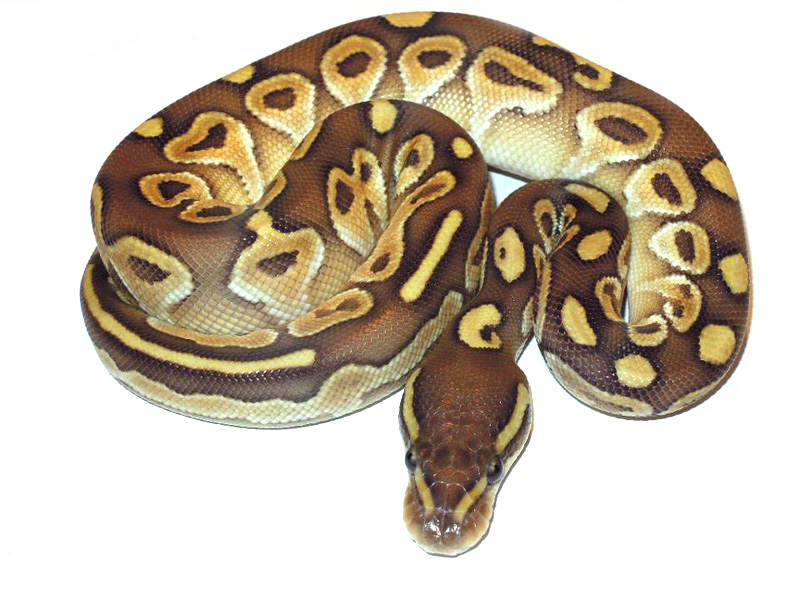 Morph List - World of Ball Pythons