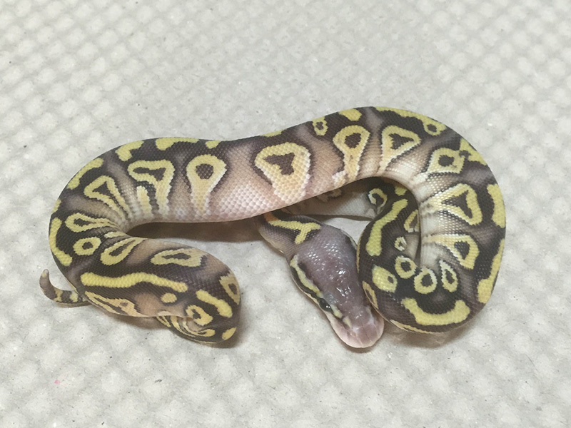 Morph List - World of Ball Pythons