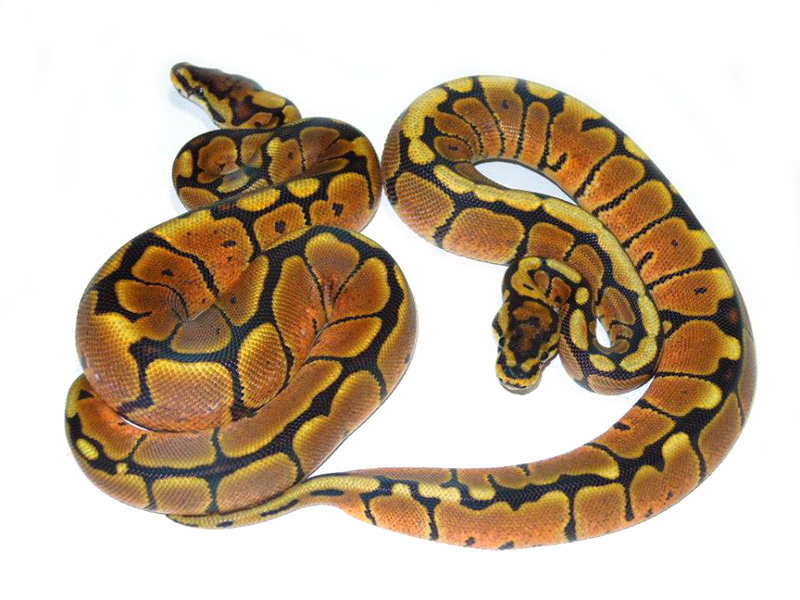 Morph List - World of Ball Pythons
