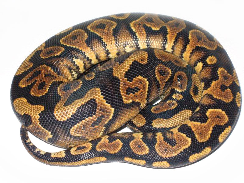 Morph List - World of Ball Pythons