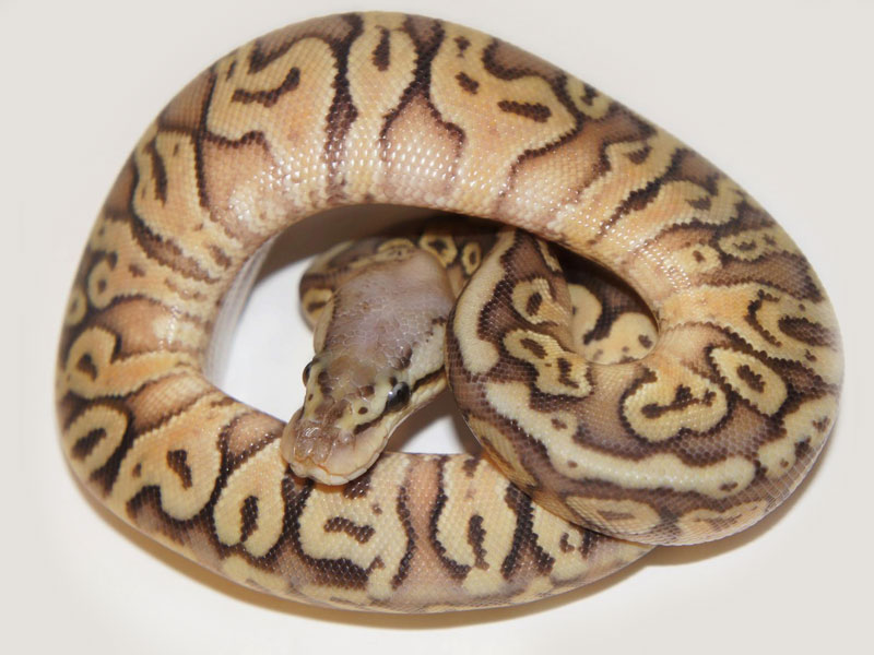 Morph List - World of Ball Pythons