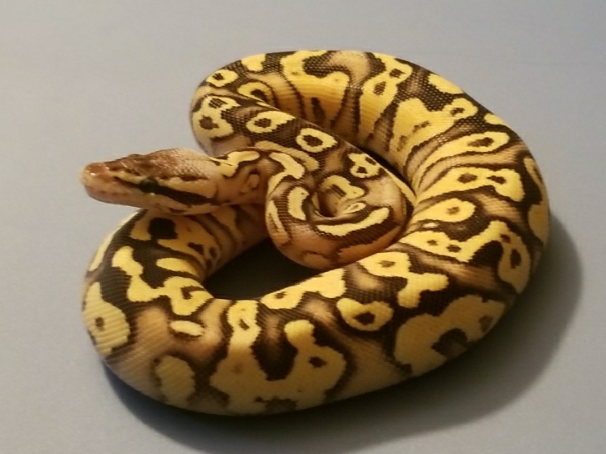 Morph List - World of Ball Pythons