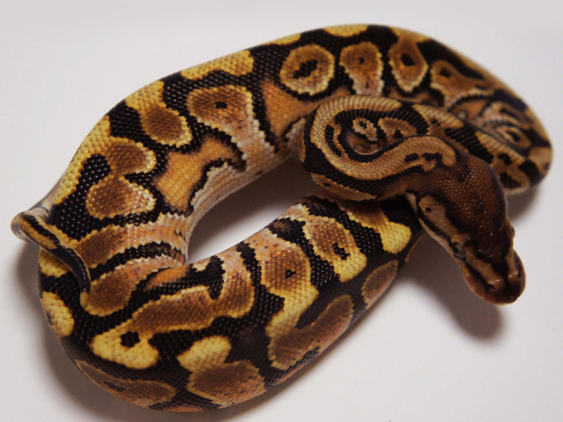 Morph List - World of Ball Pythons