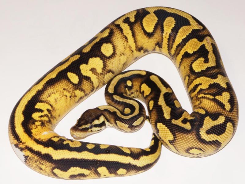 Morph List - World of Ball Pythons