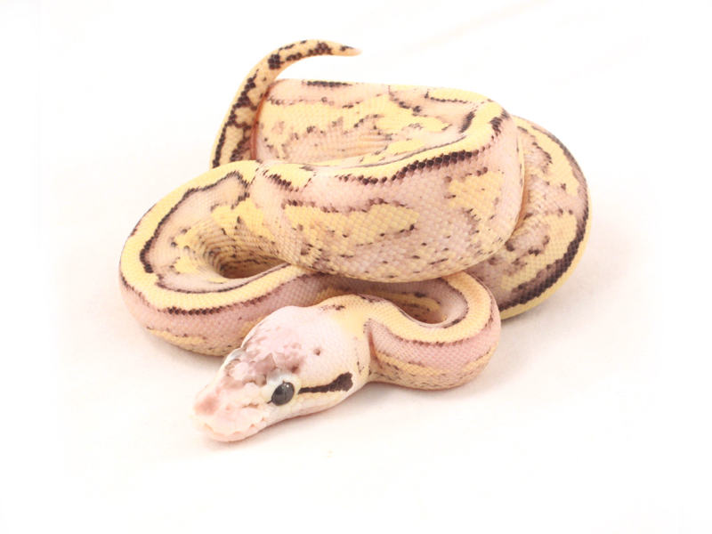 Morph List - World of Ball Pythons