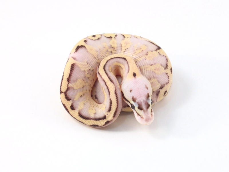 Morph List - World of Ball Pythons