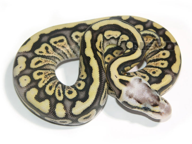 Morph List - World of Ball Pythons