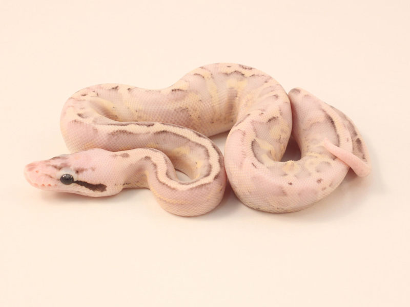 Morph List - World of Ball Pythons