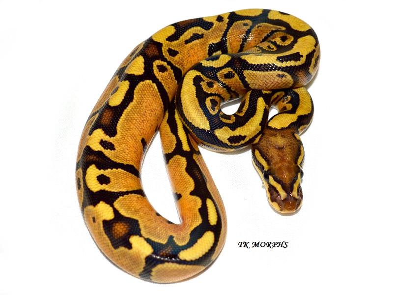 Morph List - World of Ball Pythons