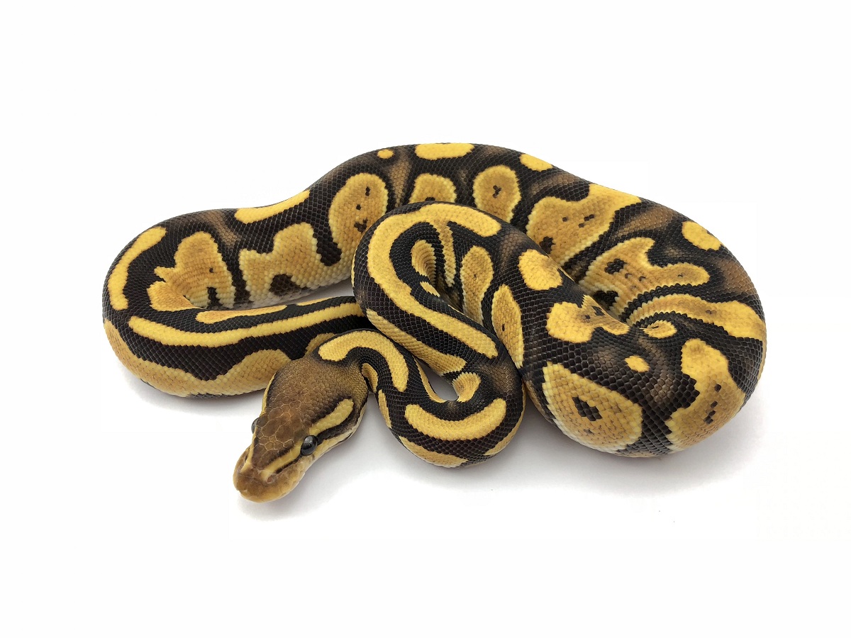 Morph List - World of Ball Pythons
