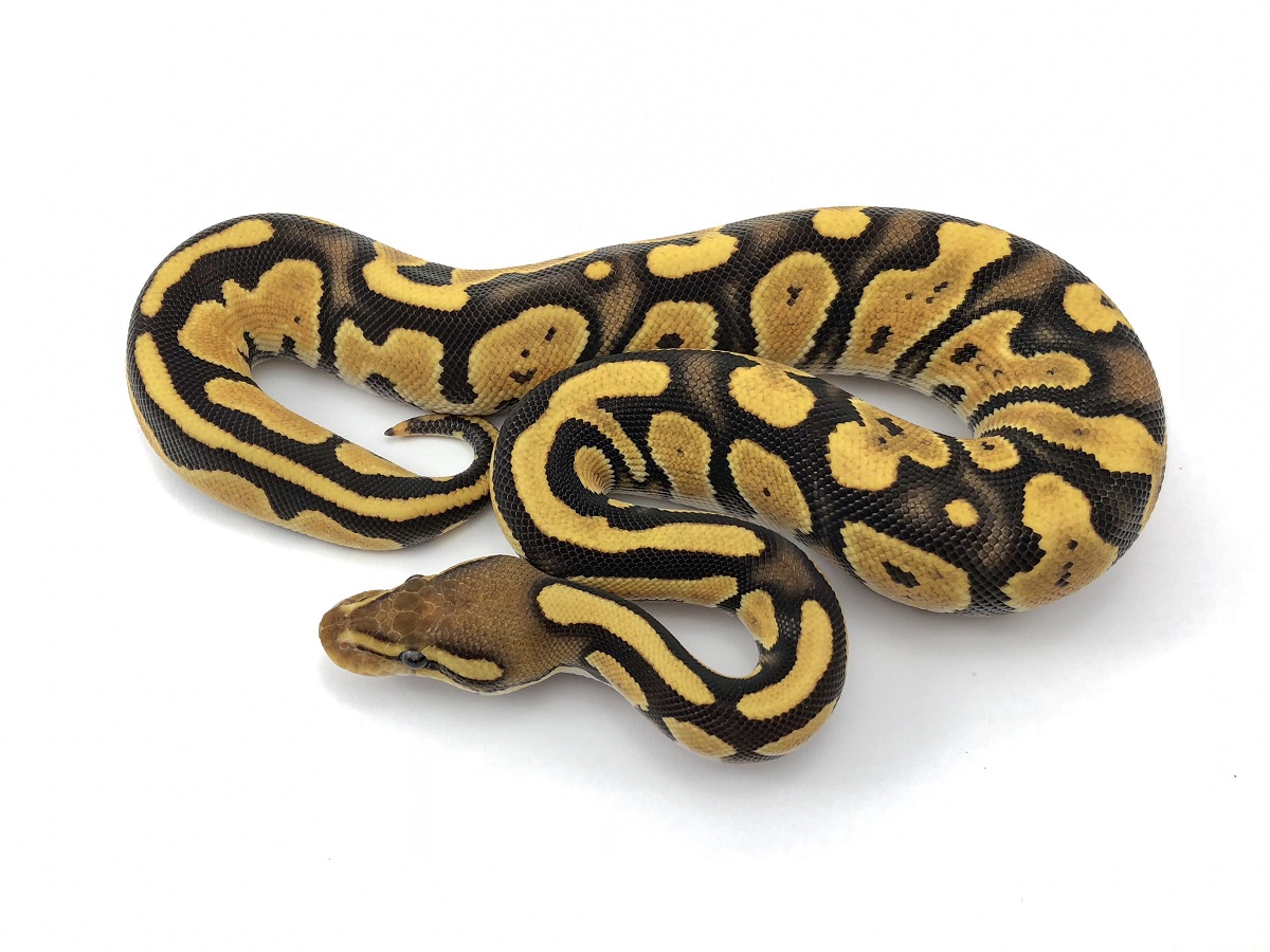 Morph List - World of Ball Pythons