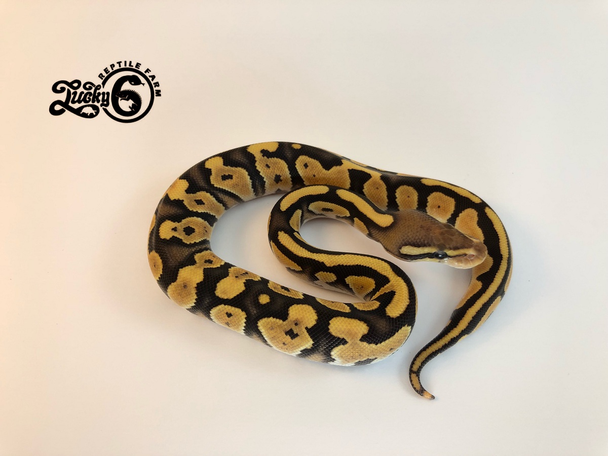 Morph List - World of Ball Pythons