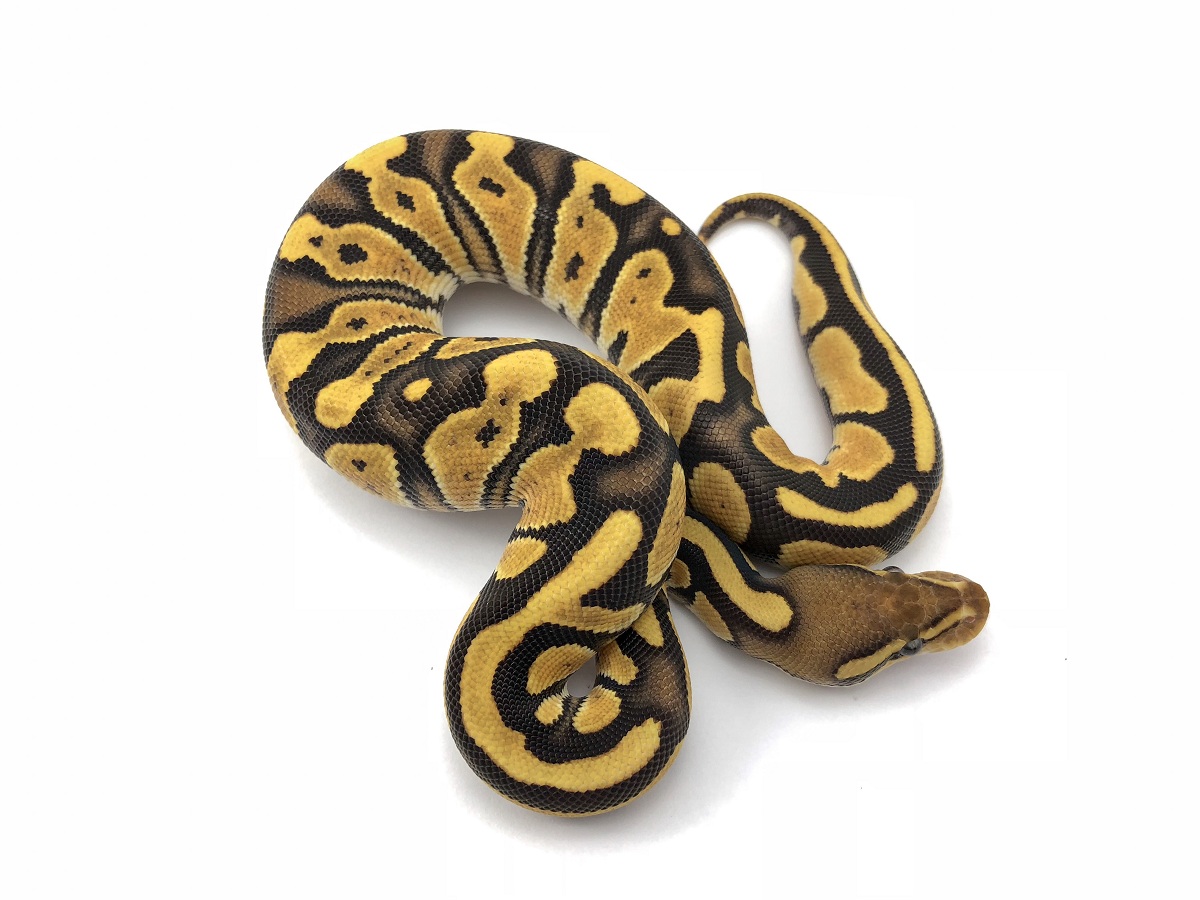Morph List - World of Ball Pythons