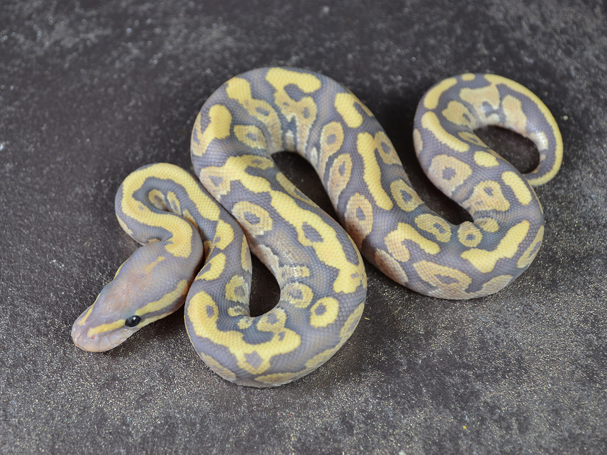 Morph List - World of Ball Pythons