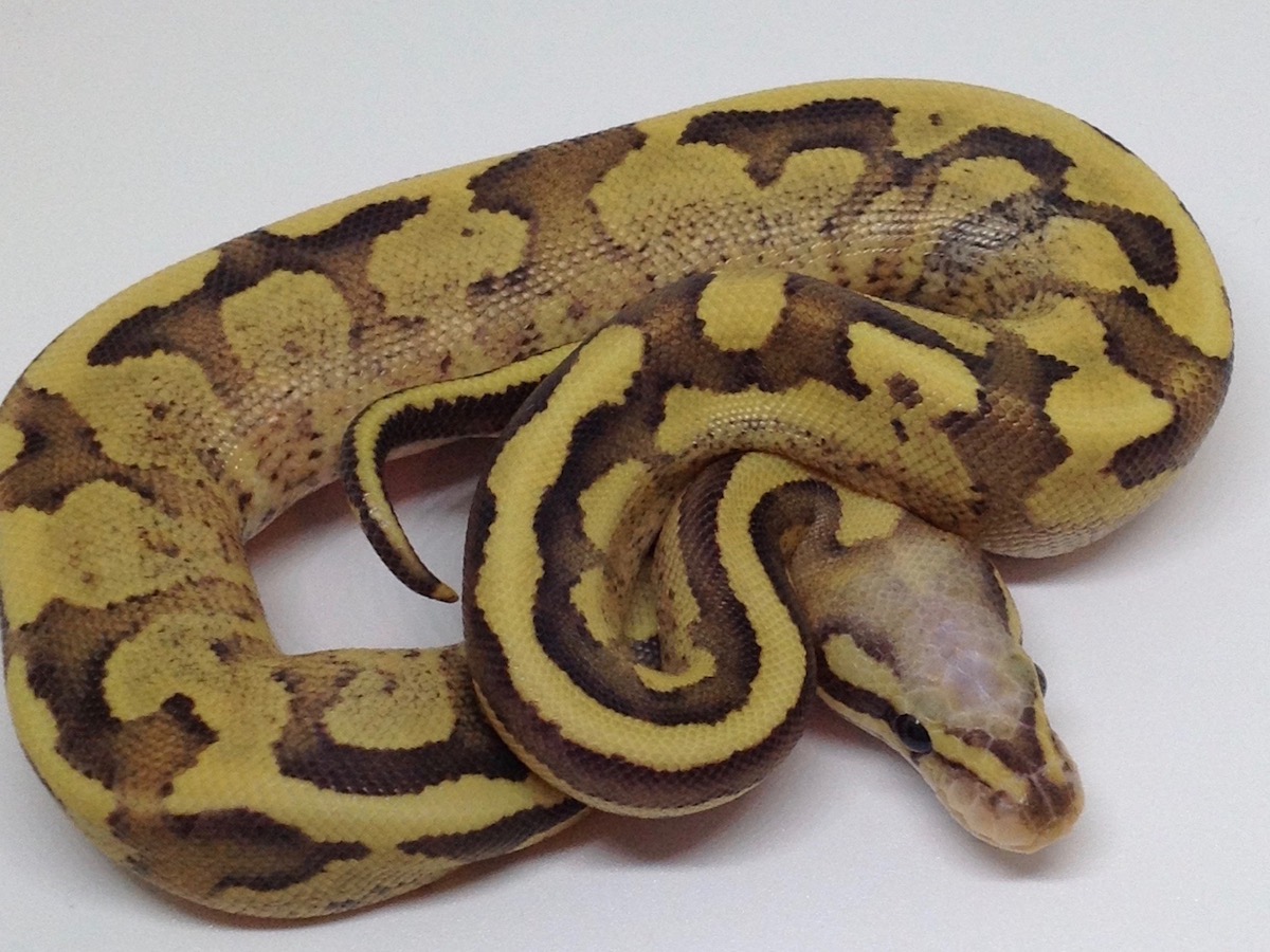 Morph List - World of Ball Pythons