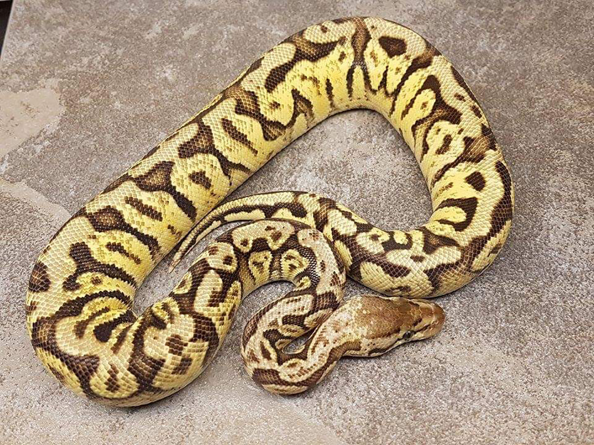 Morph List - World of Ball Pythons