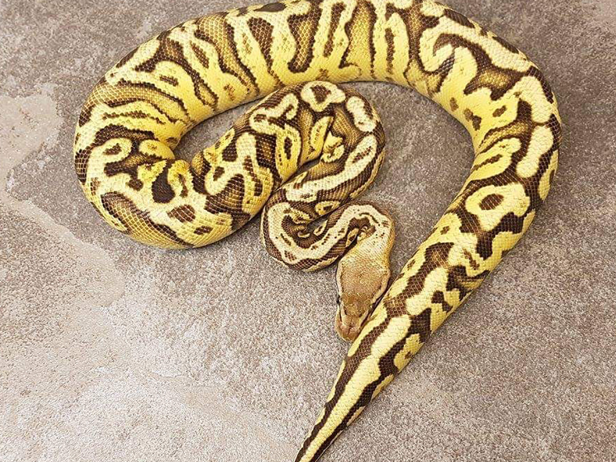 Morph List - World of Ball Pythons