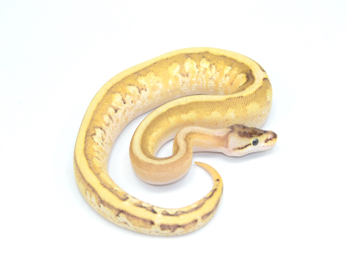 Morph List - World of Ball Pythons
