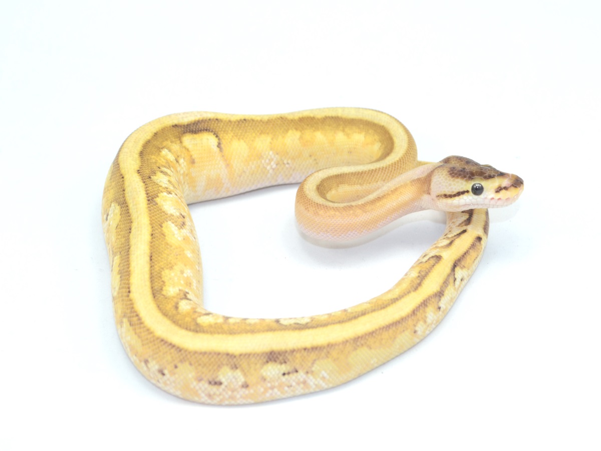 Morph List - World of Ball Pythons