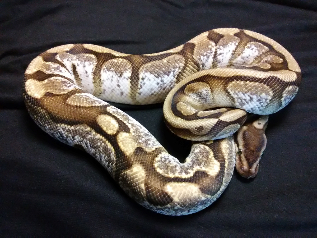 Morph List - World of Ball Pythons