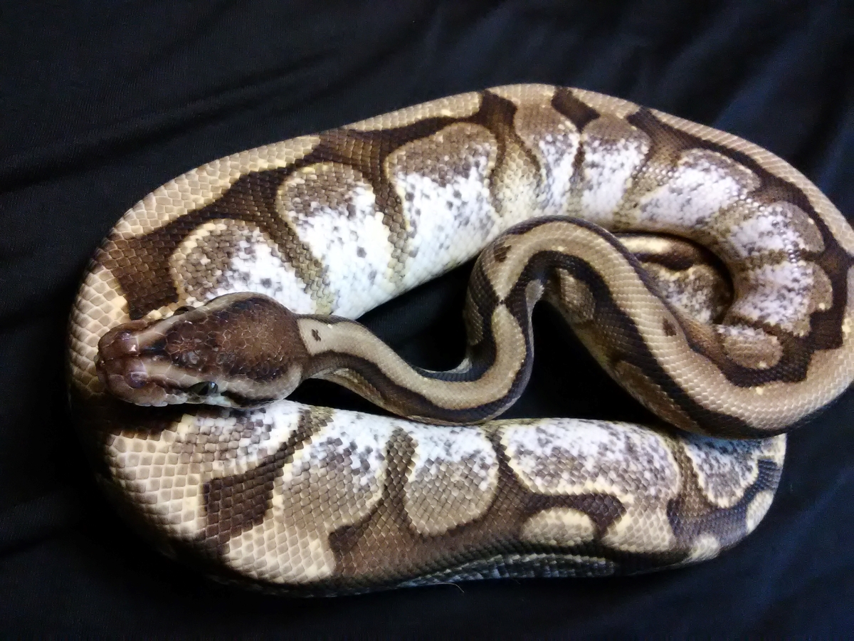 Morph List - World of Ball Pythons